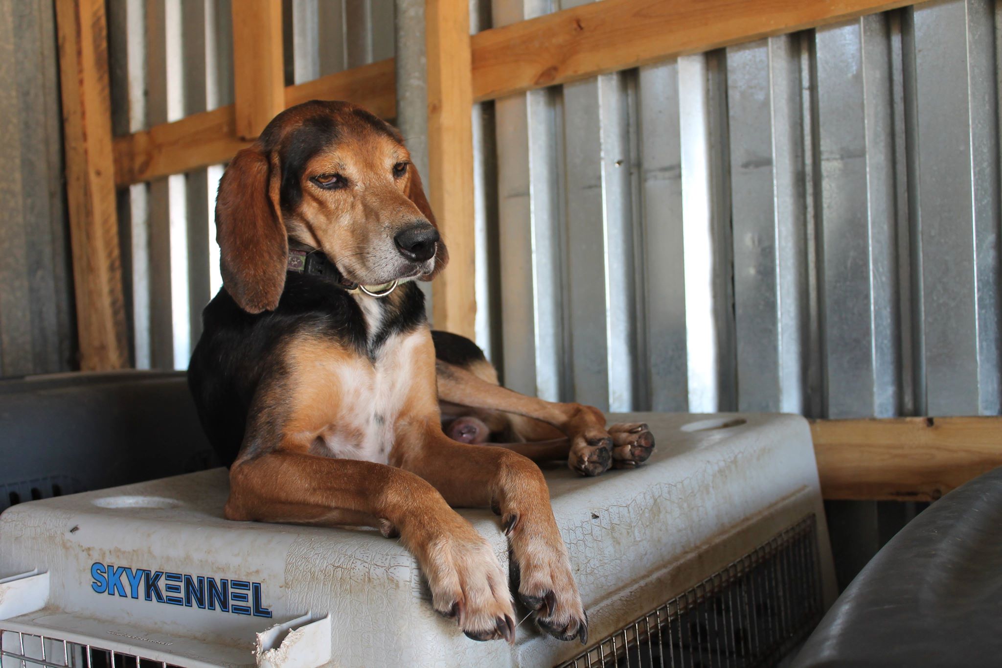 Charlie - maailman suloisin papparainen - ARGOS Animal Rescue Greece